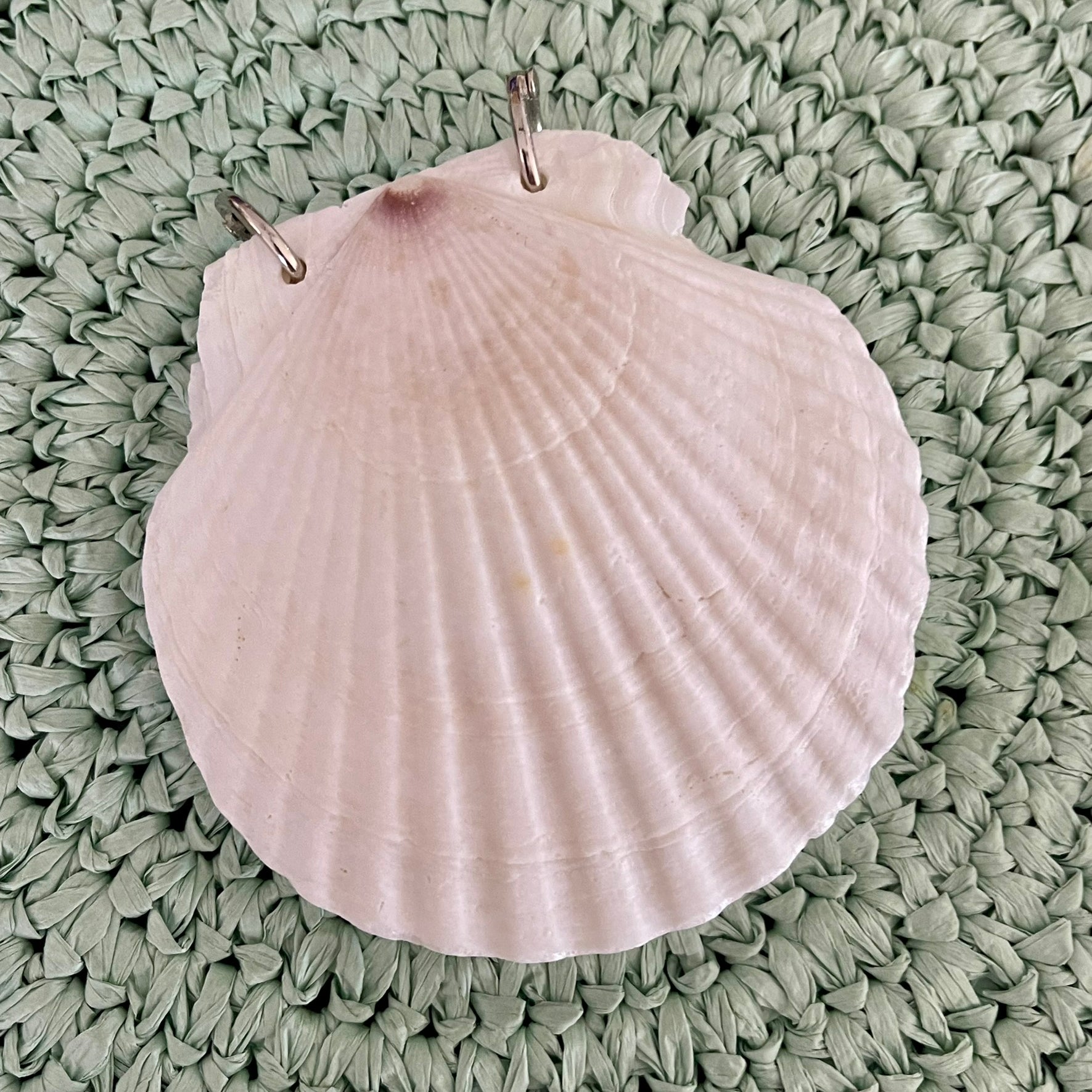 Scallop Shell Notebook - 50 Pages– Travel and Tide