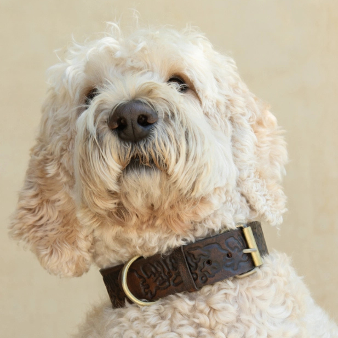 Sumba Collar Vintage Brown | Leather Dog Collar WA– Travel and Tide