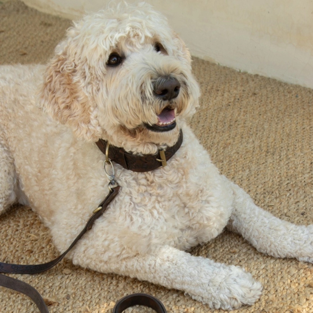 Sumba Collar Vintage Brown | Leather Dog Collar WA– Travel and Tide