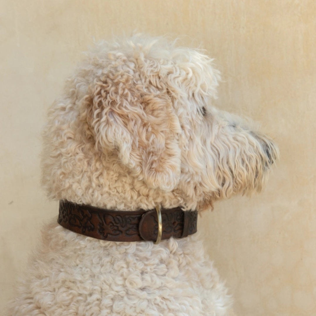 Sumba Collar Vintage Brown | Leather Dog Collar WA– Travel and Tide